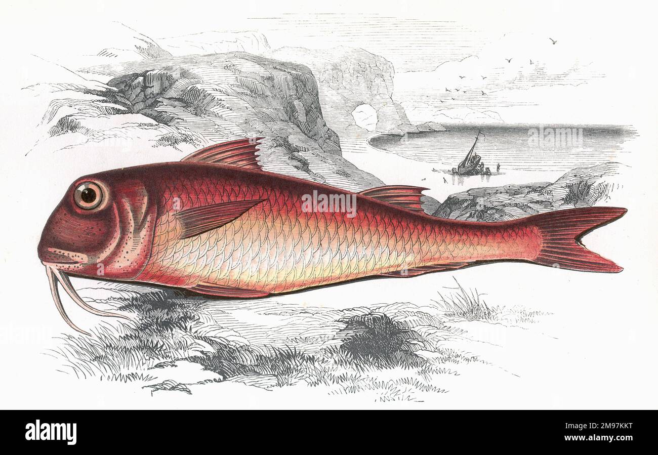 Mullus barbatus, or Red Mullet, also known as Plain Red Mullet, a ...
