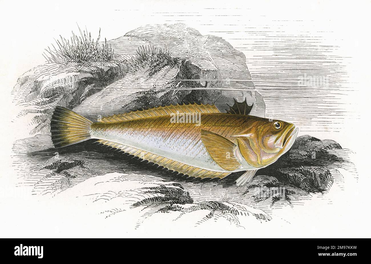 Echiichthys vipera, or Lesser Weever, described here as Viper Weever ...