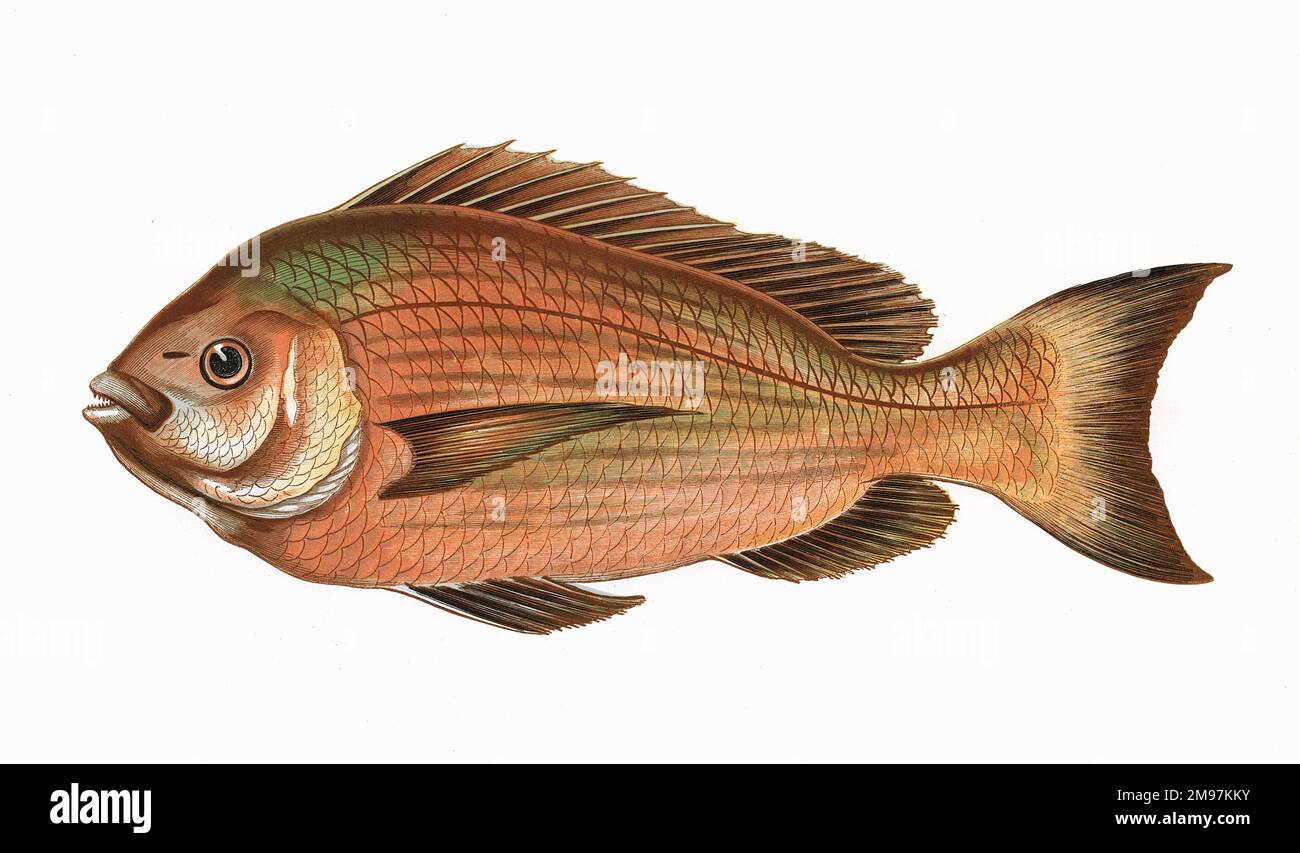 Spondyliosoma cantharus, or Black Seabream, also known as Black Bream ...