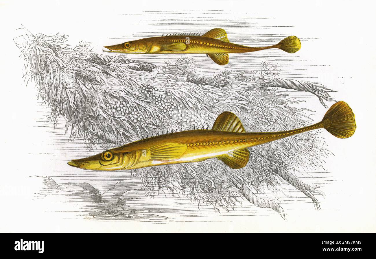 Spinachia spinachia, or Fifteen-Spined Stickleback, also known as sea ...