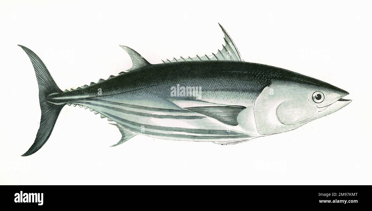 Katsuwonus pelamis, or Skipjack tuna, also known as Bonito, Mushmouth ... Katsuwonus pelamis, or Skipjack tuna, also known as Bonito, Mushmouth ...