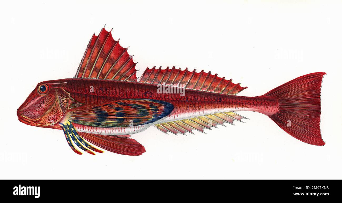 Searobin fish Cut Out Stock Images & Pictures - Alamy