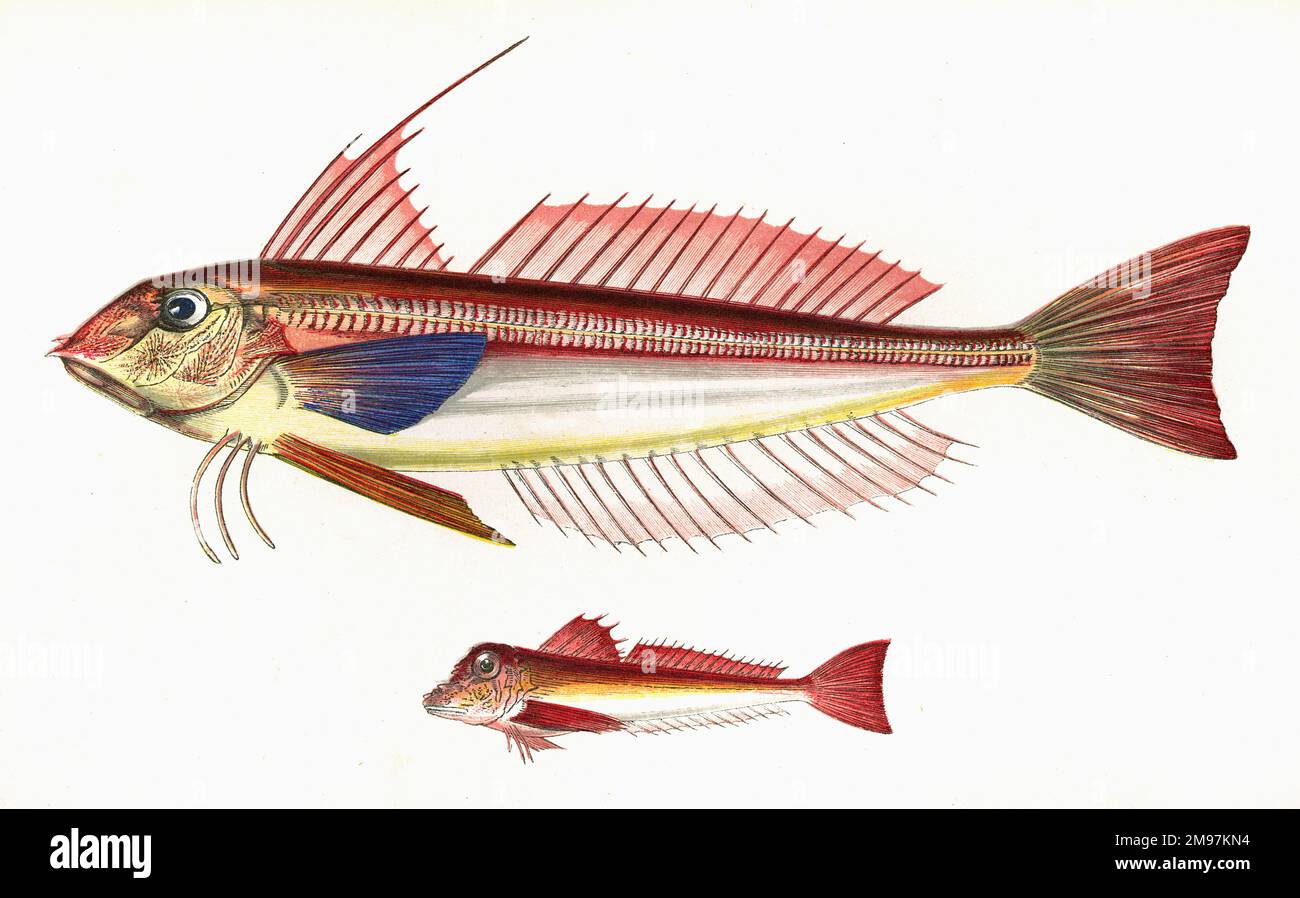 Lanthorn Gurnard (Trigla lucerna, Shining Gurnard, Long-Finned Captain ...