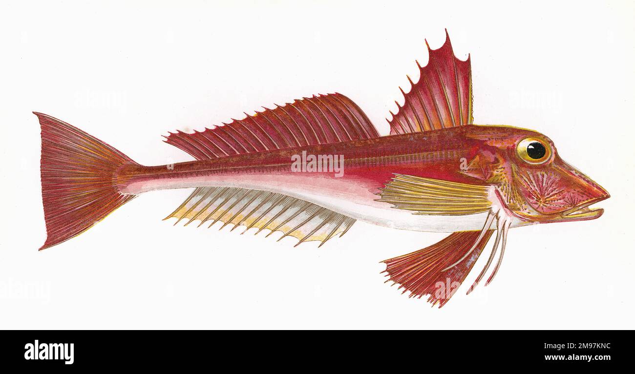 Lucerna sive cucullus, or Elleck, also known as Red Fish, Soldier, Red ...