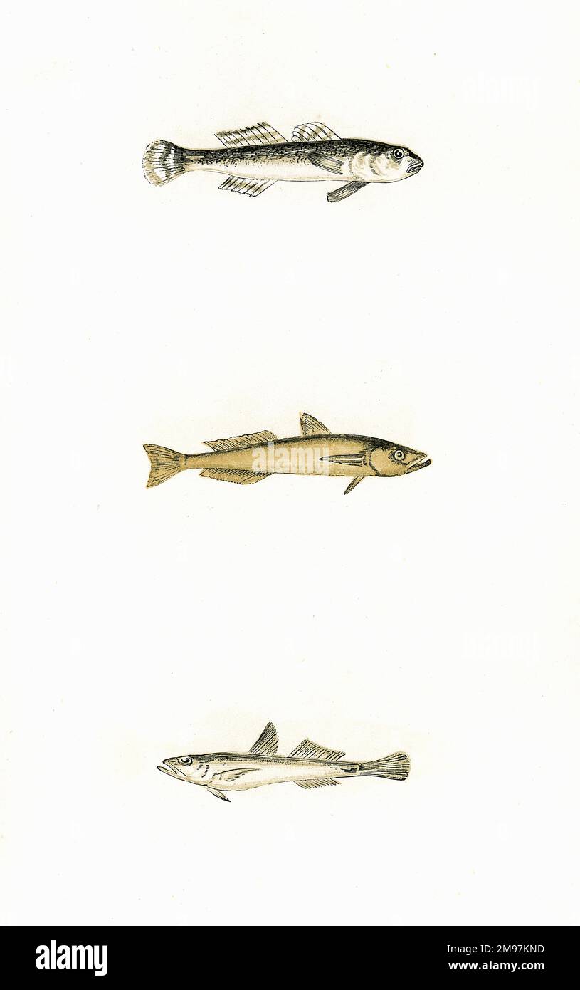 Speckled Goby (Gobius rhodopterus), Transparent Goby (Gobius pellucidus ...