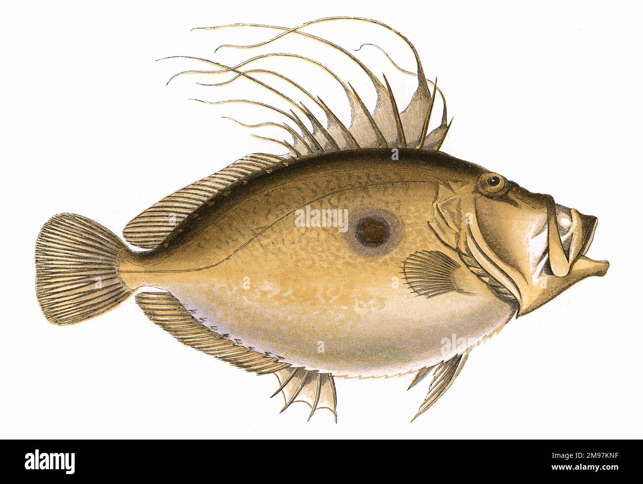 Zeus faber, also known as John Dory, John Doree, St Pierre or Peter's Fish Stock Photo - Alamy