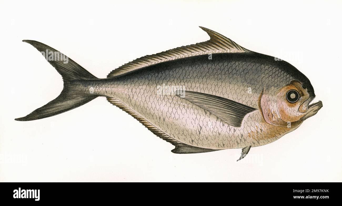 Rays bream brama brama fish hi-res stock photography and images - Alamy