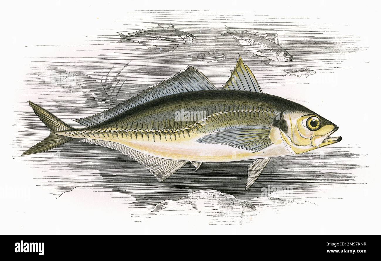 Decapterus macarellus, or Mackerel Scad, also known as Horse Mackarel ...