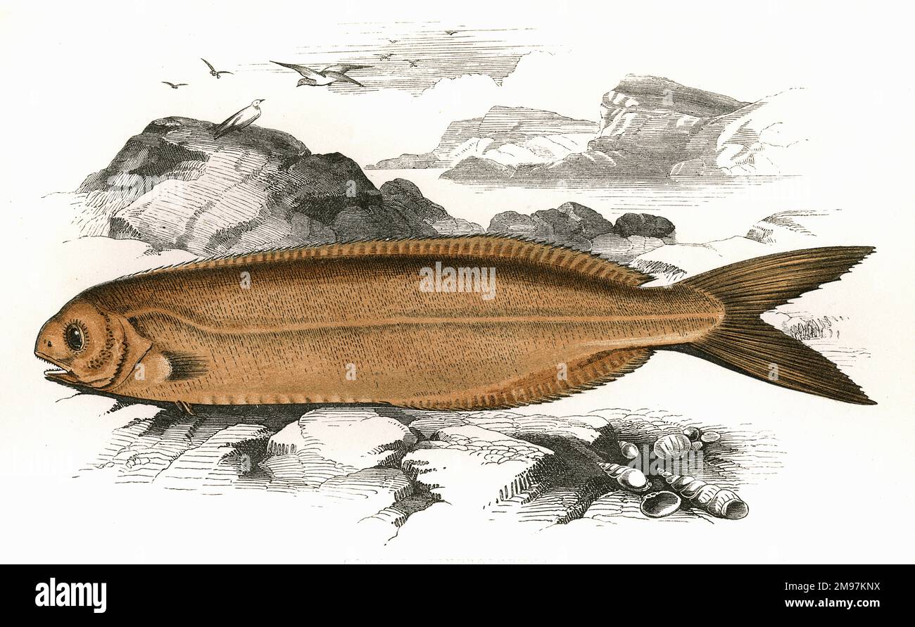 Centrolophus Britannicus, or Cornish Centrolophus Stock Photo - Alamy