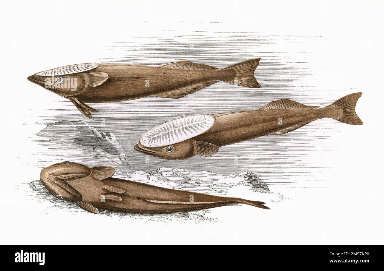 Remora fishes hi-res stock photography and images - Alamy