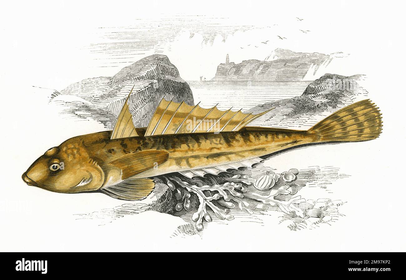 Staghorn Sculpin Drawing