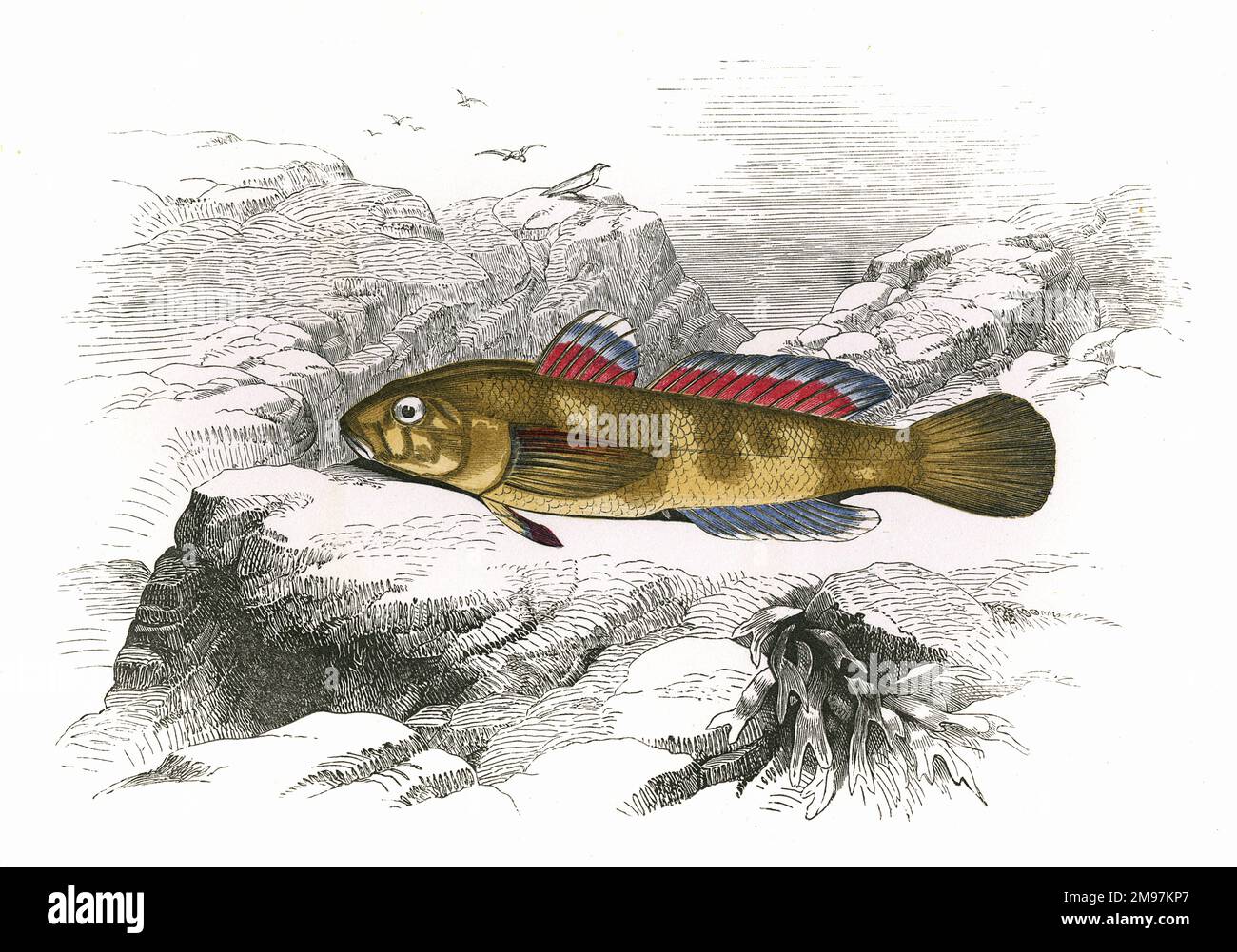 Goby fish rock hi-res stock photography and images - Alamy