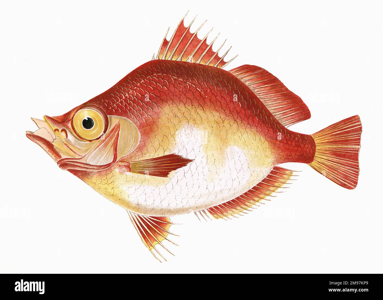 Boar fish or zulu fish capros aper hi-res stock photography and images ...