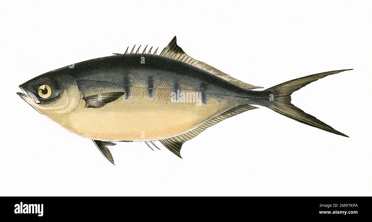 Trachinotus ovatus, also known as Derbio and Pompano Stock Photo - Alamy