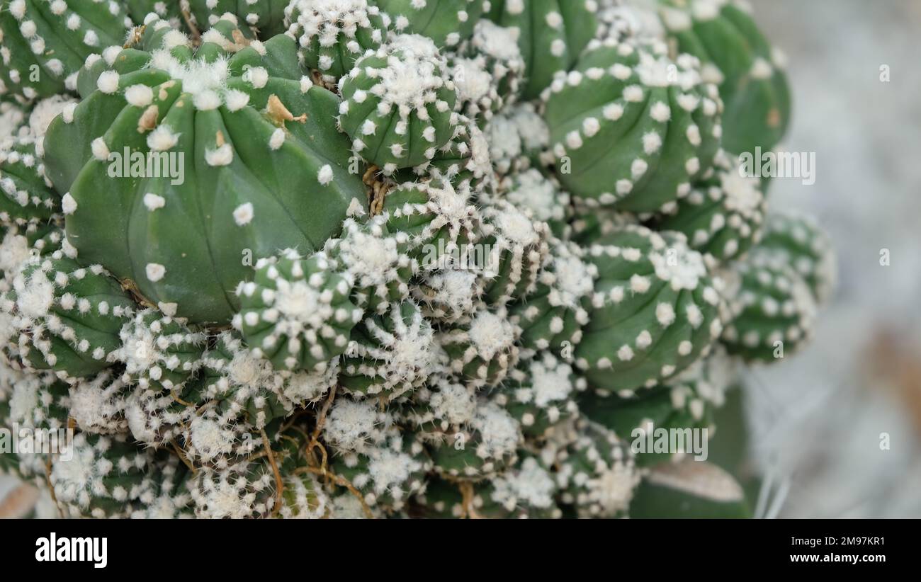 Closeup photo of a green cacti cluster, growing closely together Stock ...
