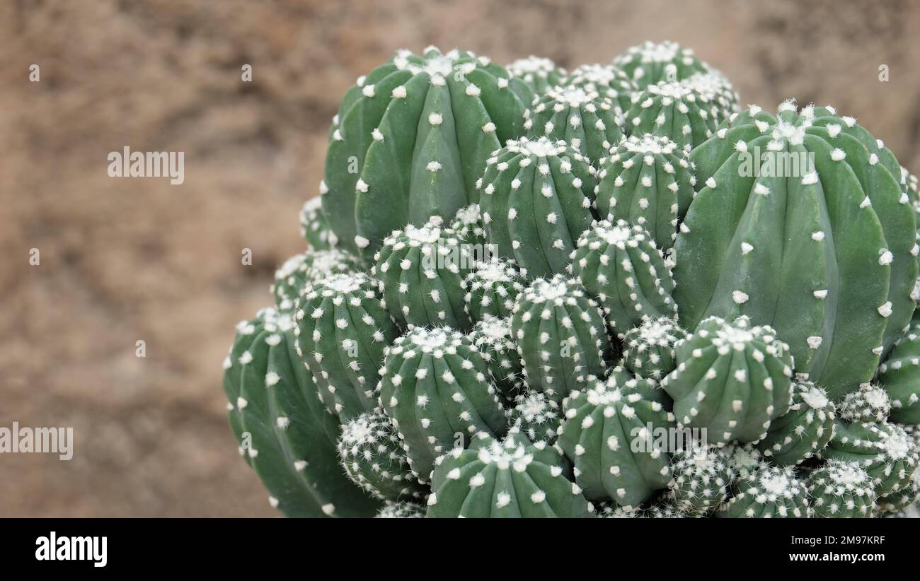 Closeup photo of a green cacti cluster, growing closely together Stock ...