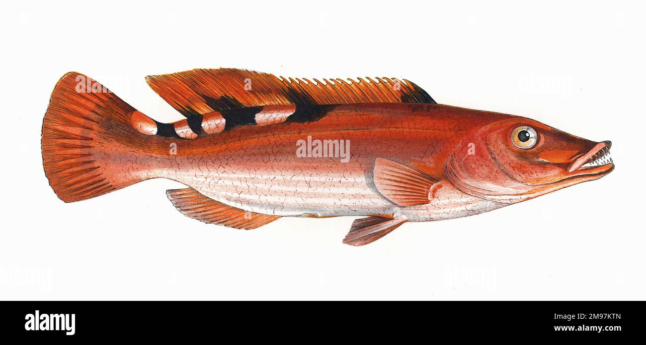 Labrus trimaculatus (also known as Labrus mixtus), or Three-Spotted ...