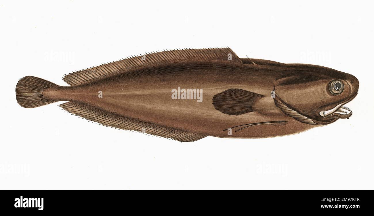 Raniceps raninus, or Tadpole Fish, also known as Lesser Forkbeard Stock ...