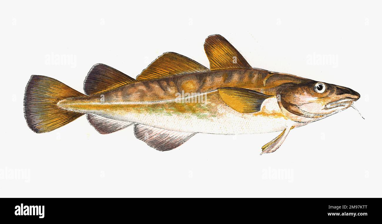 Gadus callarias, Baltic or Variable Cod Stock Photo - Alamy
