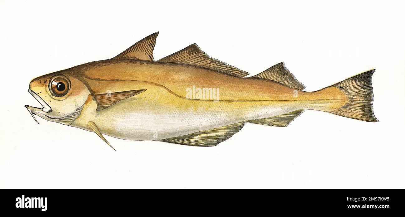 Trisopterus minutus, or Poor Cod, also known as Power Cod Stock Photo ...