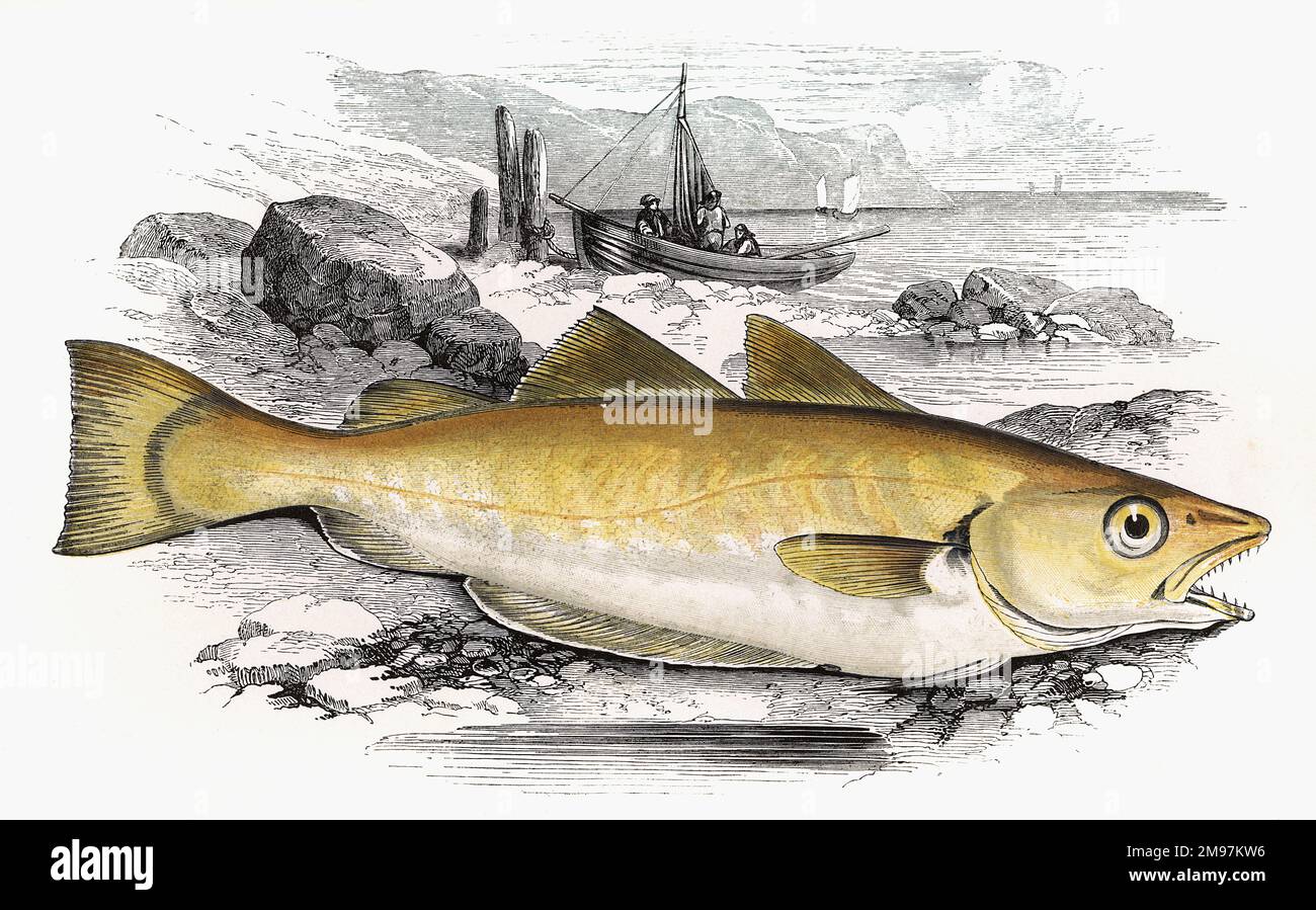 Whiting merlangius merlangus hi-res stock photography and images - Alamy