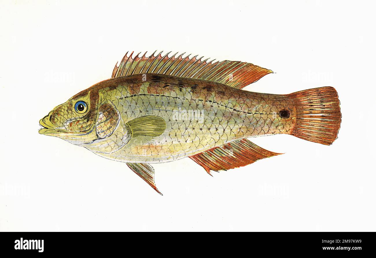 Corkwing wrasse hi-res stock photography and images - Alamy