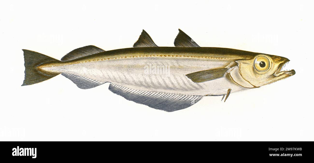 Micromesistius poutassou, or Blue Whiting, also known as Poutassou and ...