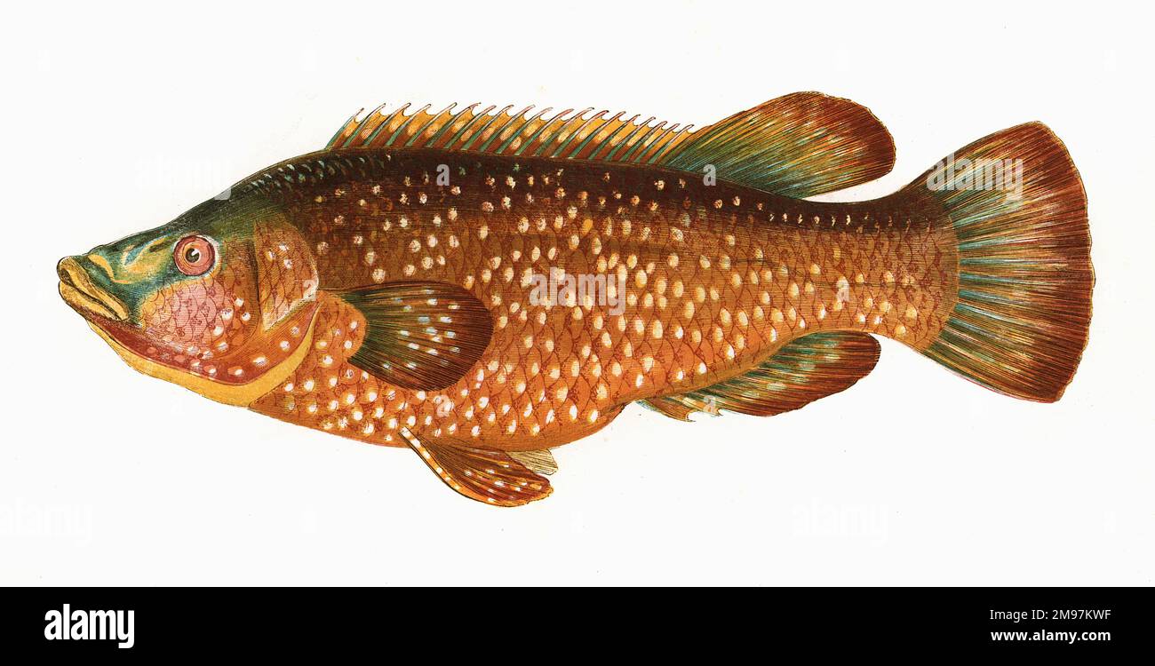 Labrus bergylta, or Ballan Wrasse, also known as Rath, Raagh and Bergle ...