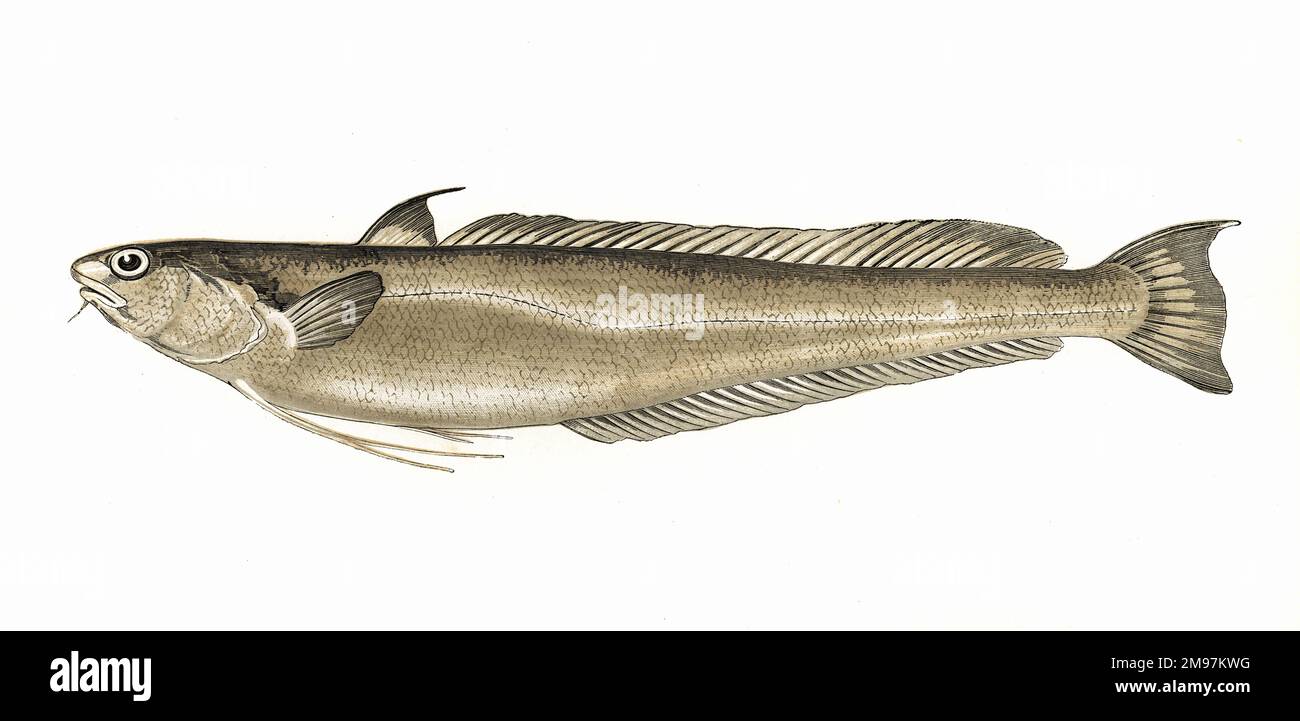 Phycis blennoides, or Blennoid Forkbeard, also known as Greater ...