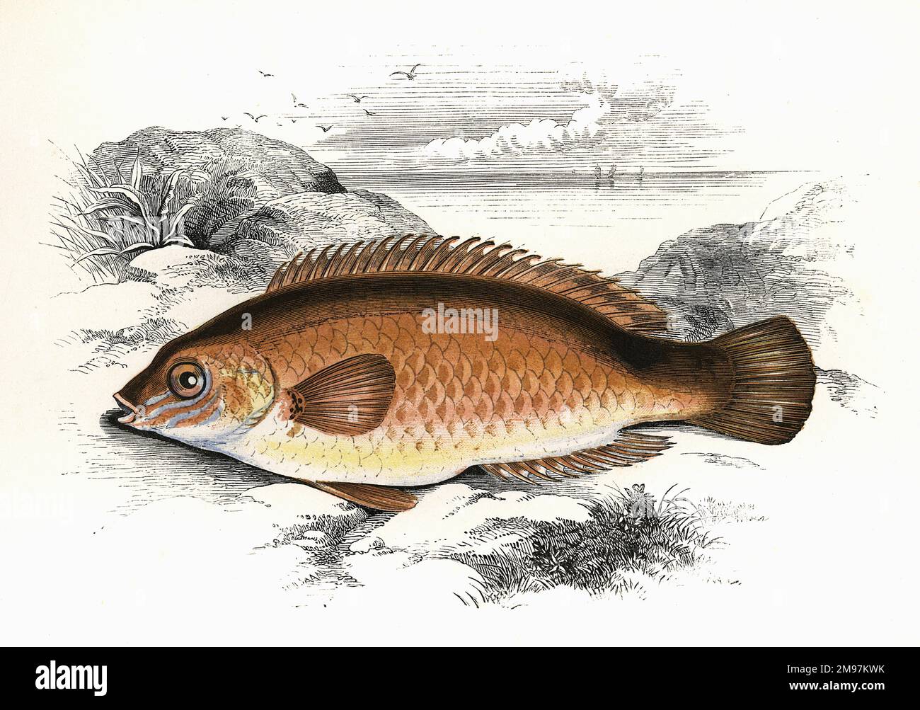 Centrolabrus exoletus, or Rock Cook Wrasse, also known as Small-Mouthed ...