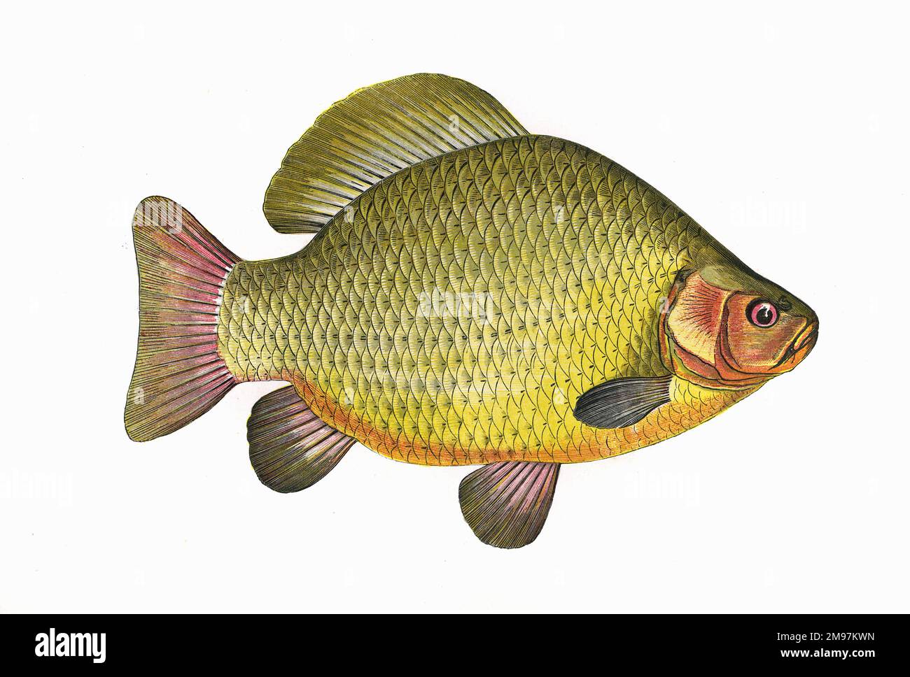 Carassius carassius, or Crucian Carp, a member of the common carp ...