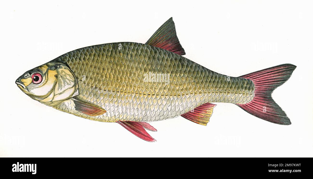 Scardinius erythropthalmus, or Common Rudd, also known as Redeye and ...