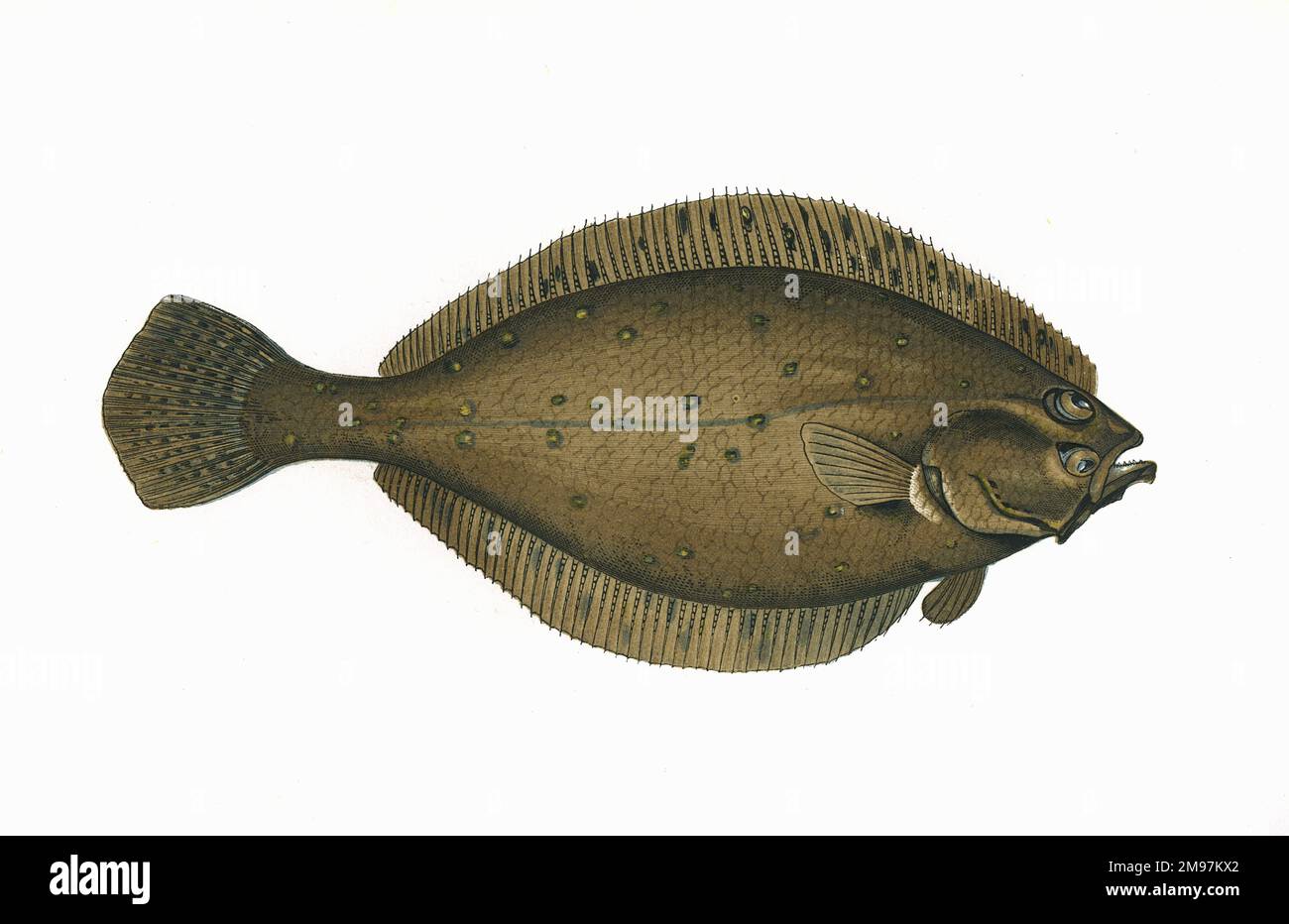 Long rough dab hi-res stock photography and images - Alamy