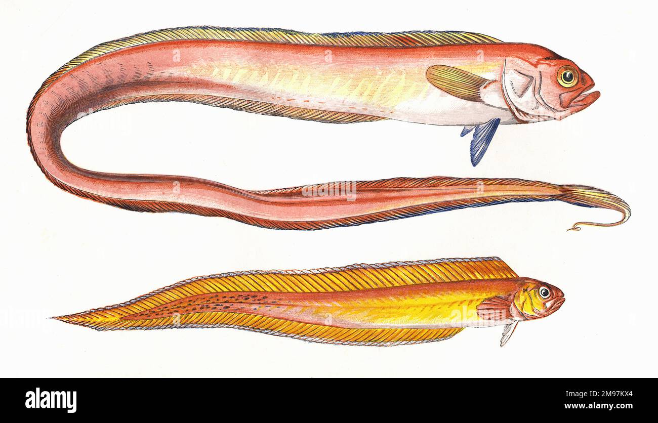 Cepola macrophthalma, or Red Bandfish, also known as Red Snakefish and ...