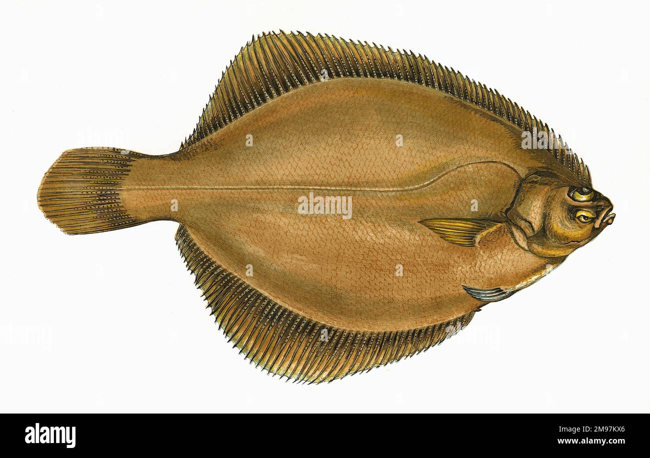 Limanda limanda, or Common Dab, a species of flatfish Stock Photo - Alamy