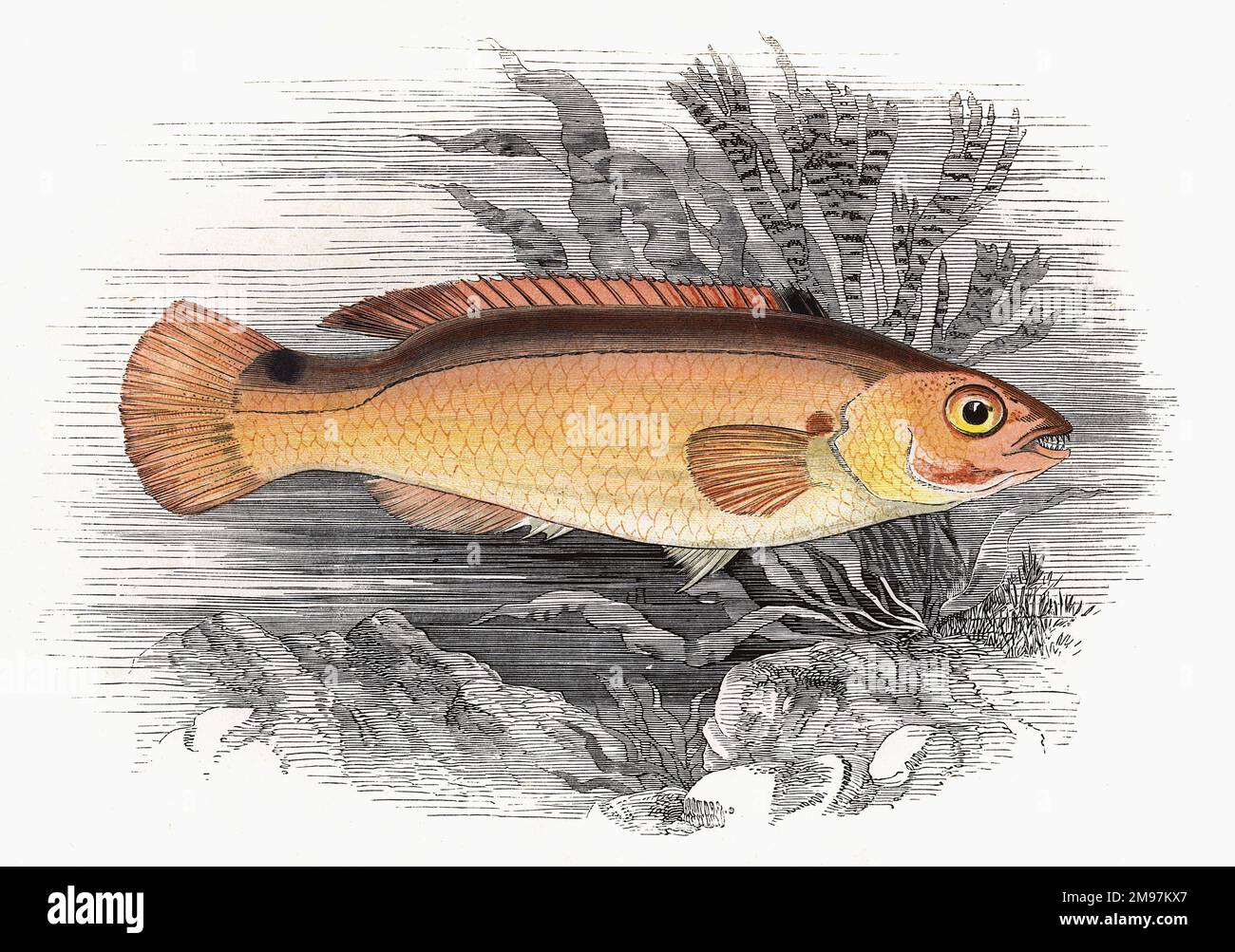 Ctenolabrus rupestris, or Goldsinny Wrasse, also known as Jago's ...