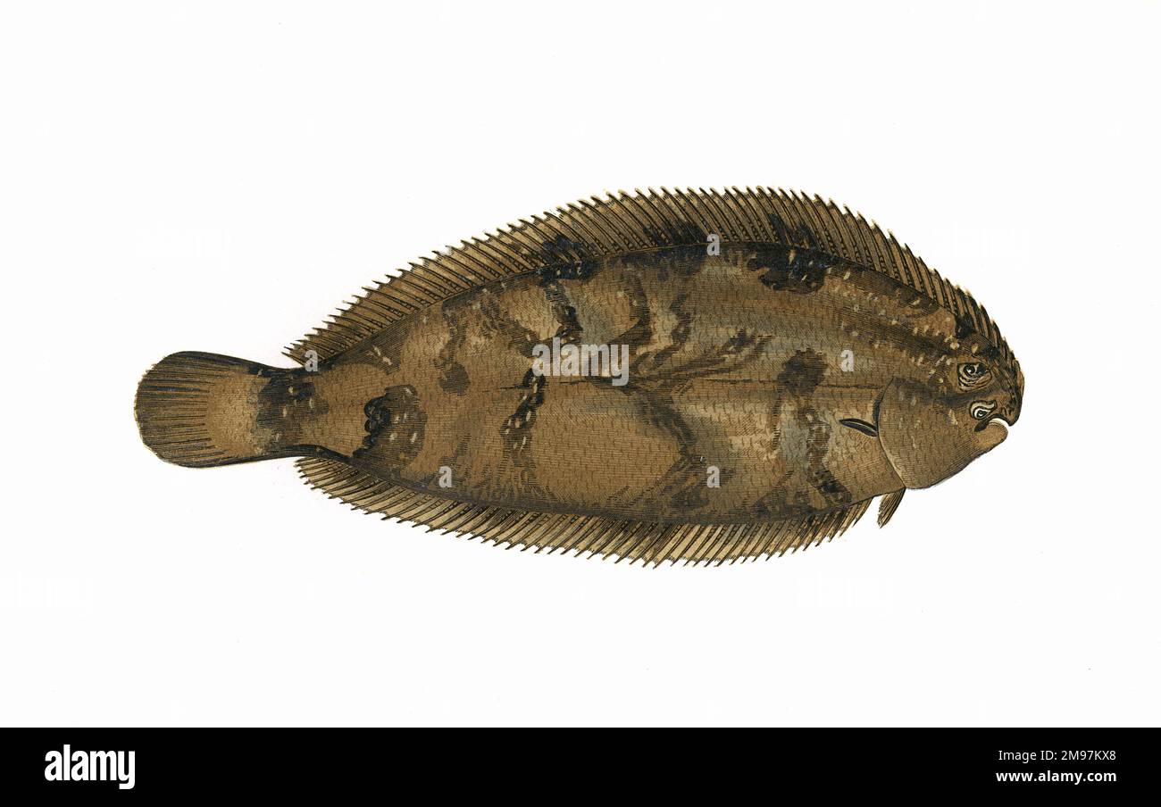 Microchirus variegatus, or Thickback Sole, also known as Bastard Sole ...
