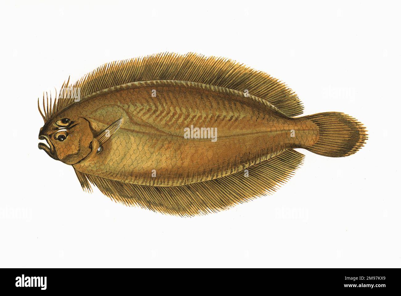 Arnoglossus laterna, or Scaldfish, also known as Megrim, a species of ...