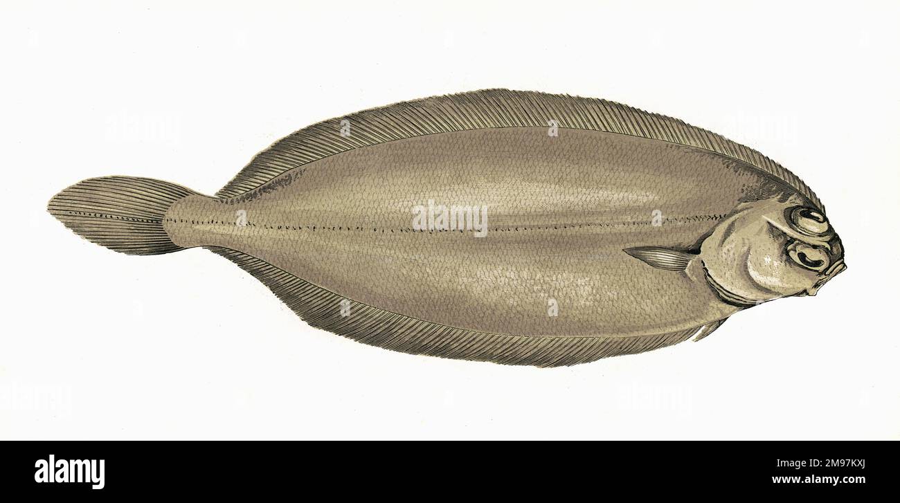 Flounder species hi-res stock photography and images - Alamy