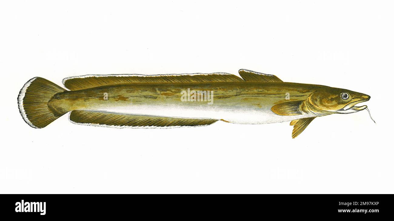 Molva molva, or Common Ling Stock Photo - Alamy