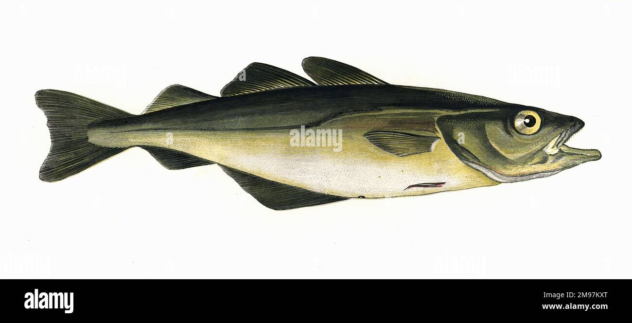 Pollachius pollachius, or Pollack, also known as Atlantic Pollock ...