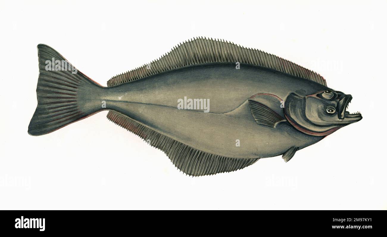 Atlantic Halibut Fish