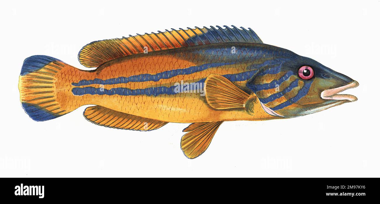 Labrus mixtus, or Cuckoo Wrasse, also known as Cook and Blue-Striped ...