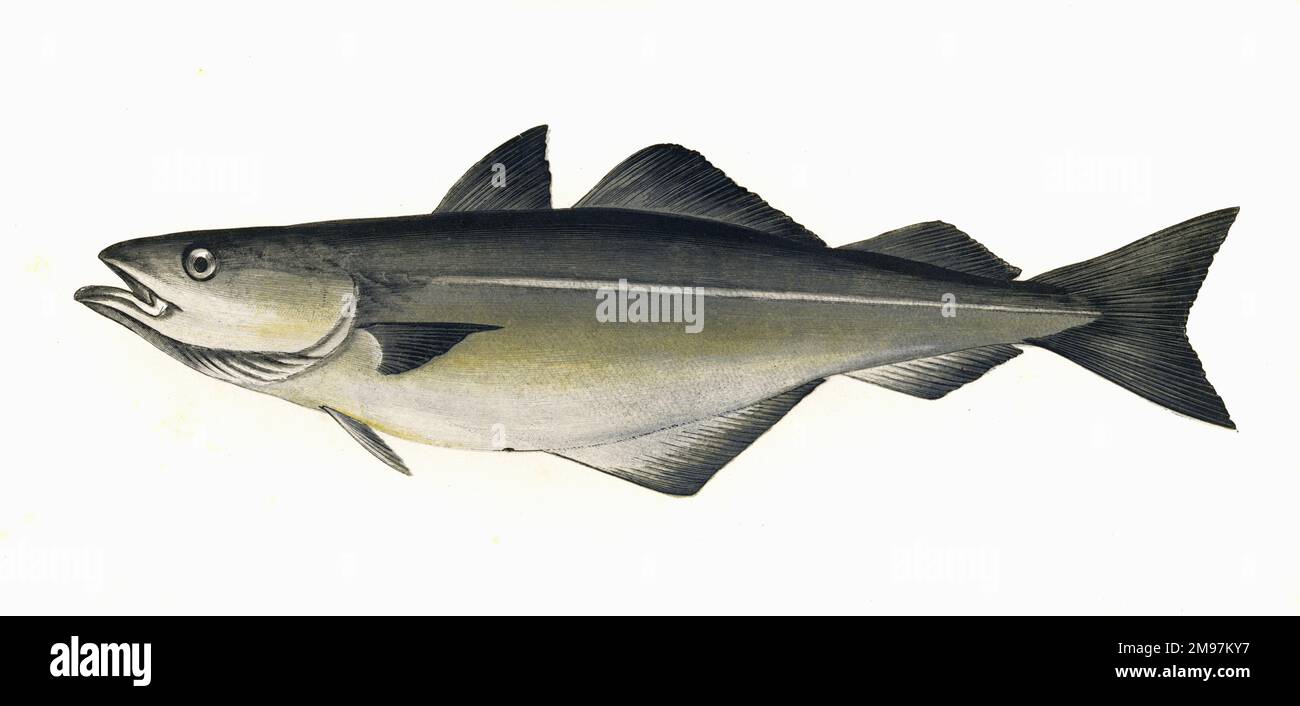 Pollachius virens, or Coalfish, also known as Saithe, Coley and Rauning ...
