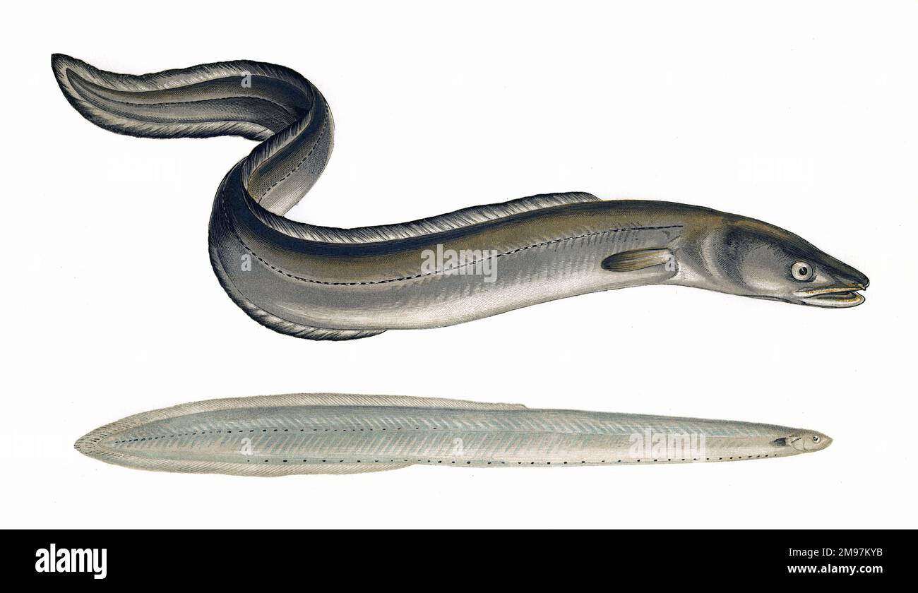 European Conger (Conger conger) and Morris (Leptocephalus morrissii ...