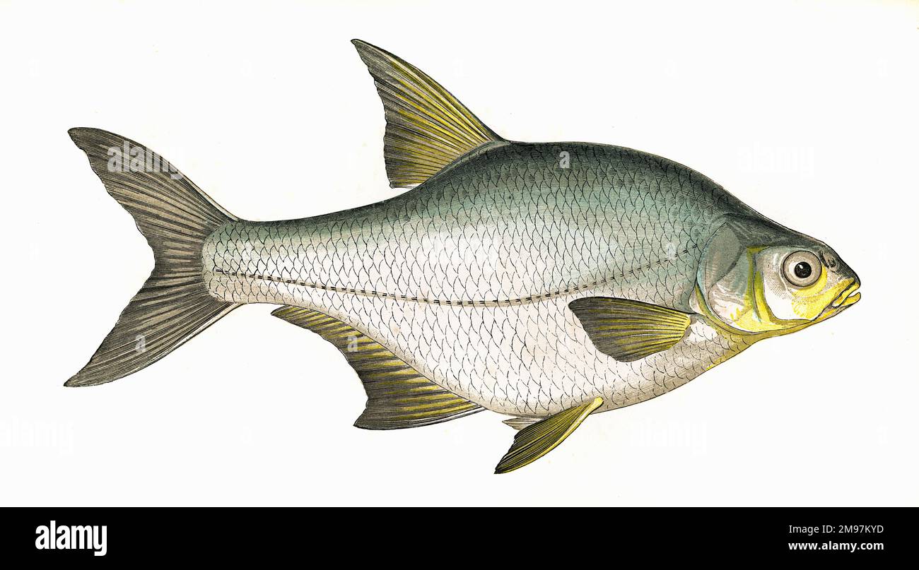 Blicca bjoerkna, or Silver Bream, also known as White Bream and ...