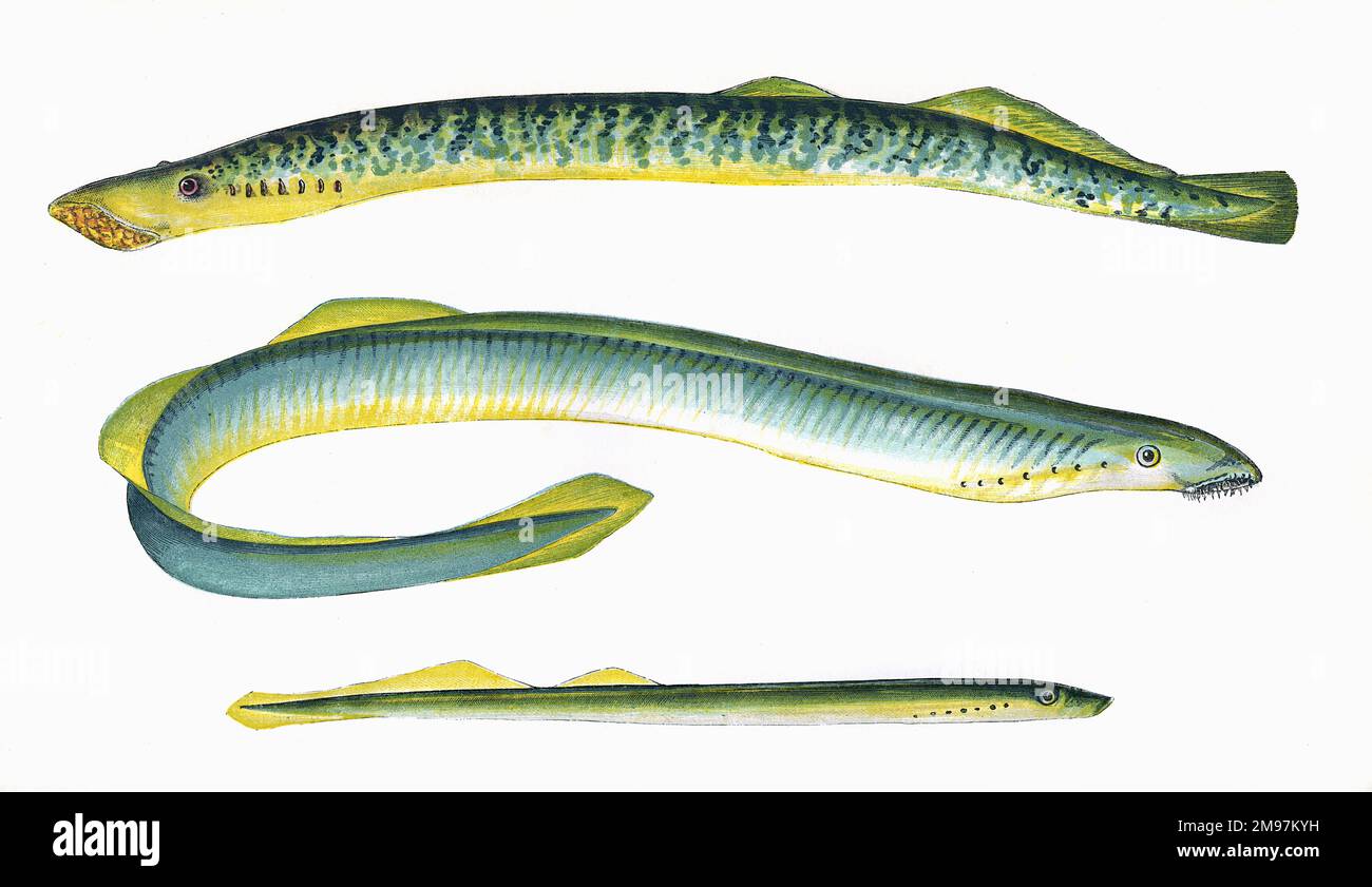 Sea Lamprey (Petromyzon marinus), Lampern (Lampetra fluviatilis or ...