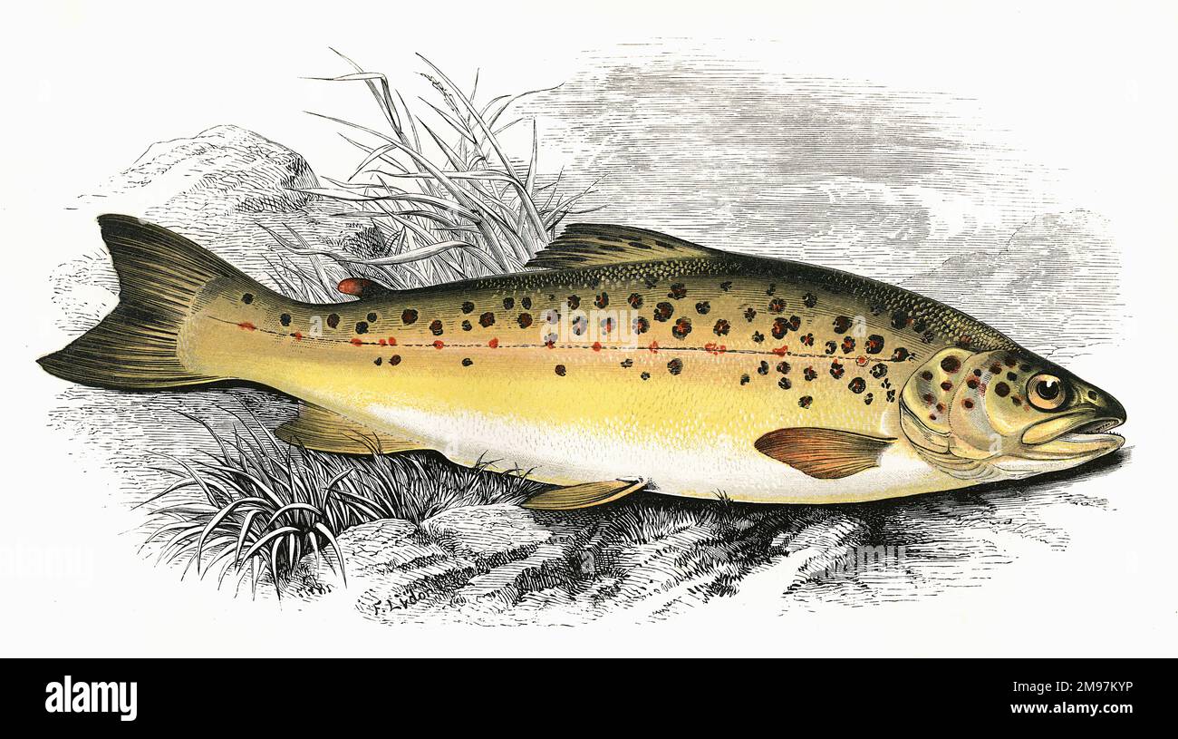 Salmo fario (Salmo trutta morpha fario), or Common Trout, also known as ...
