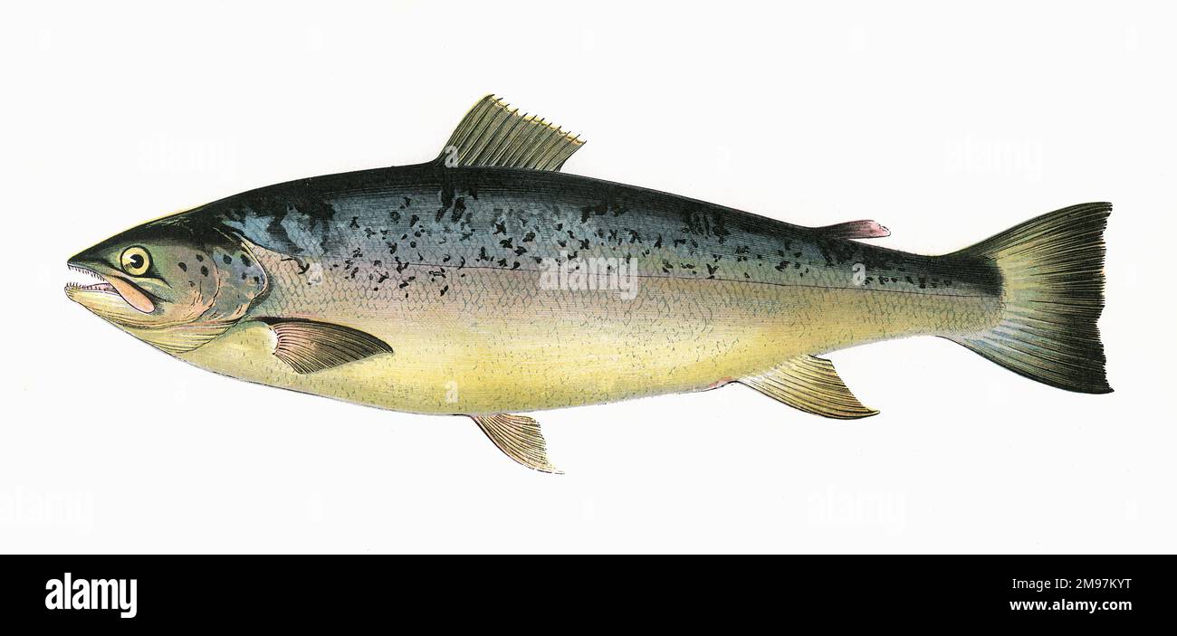 Salmo trutta, or Salmon Trout, also known as Brown Trout, of the ...