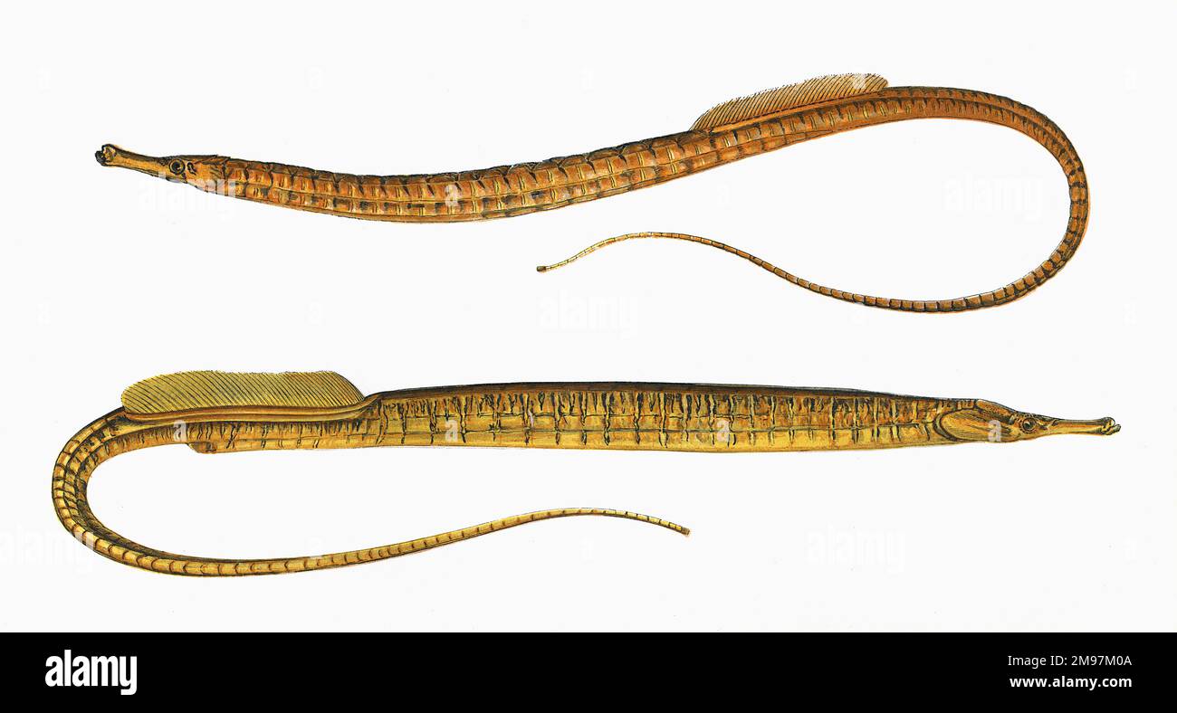 Syngnathus aequoreus, or Ocean Pipefish, and a variation Stock Photo ...